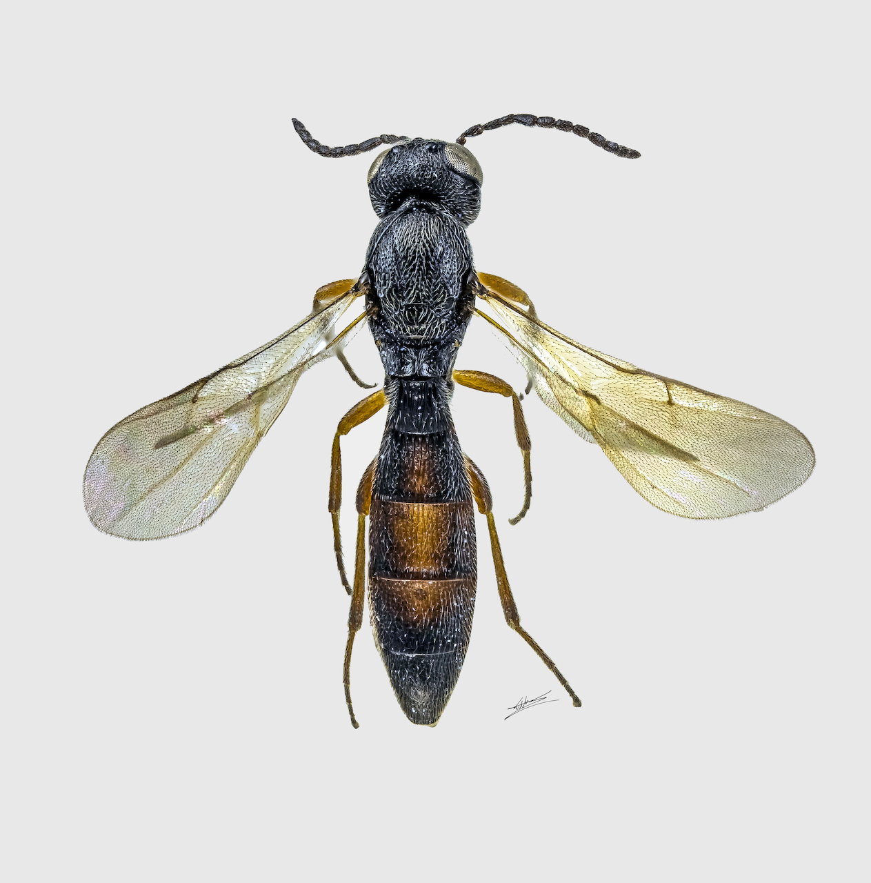 Scelionidae - scelioniden - Wespen en hun liefhebbers