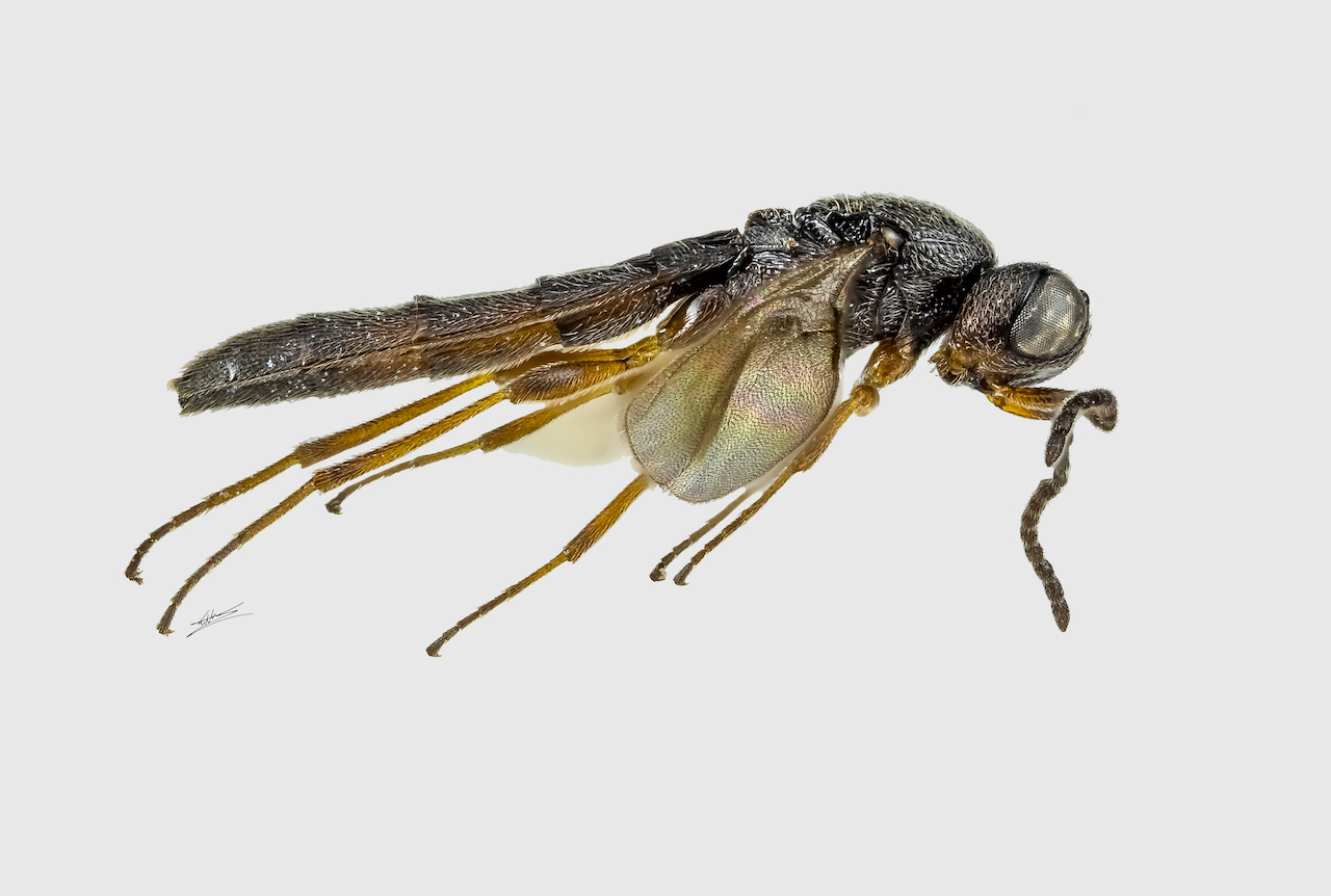 Scelionidae - scelioniden - Wespen en hun liefhebbers